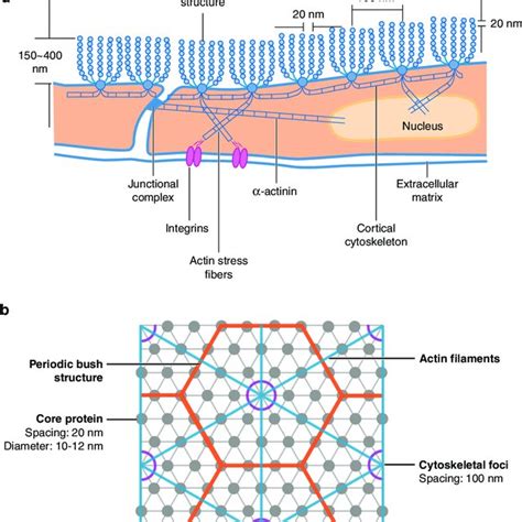 Pdf The Structure And Function Of The Endothelial Glycocalyx Layer