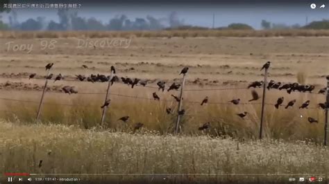 Birds Object Detection Dataset By National Taiwan University Of Science