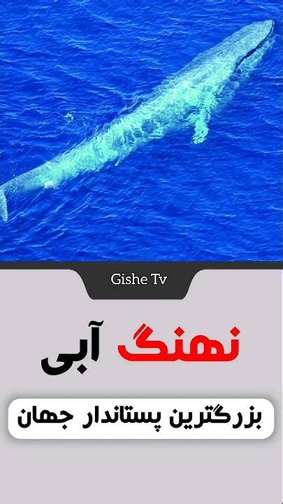 نهنگ آبی بزرگترین پستاندار جهان نهنگآبی والآبی Youtube