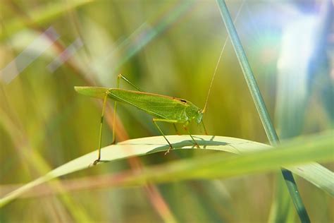 Grasshopper Grass Blade Free Photo On Pixabay