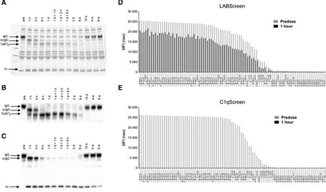 Imlifidase Generated Single Cleaved Igg Implications For Tr