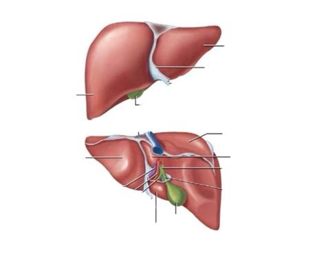 Liver Anatomy Anterior And Posterior Views — Printable Worksheet