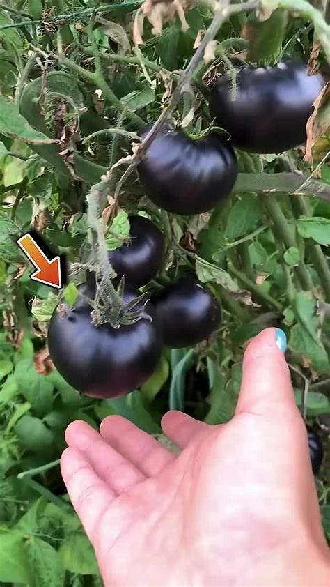 Uzaq Durun MƏndƏn 001 User Uzaq Durun S Videos With Orijinal Ses