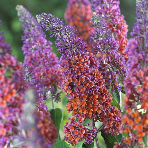 Butterfly Bushes Dwarf Buddleia Spring Butterfly Bushes Easy To