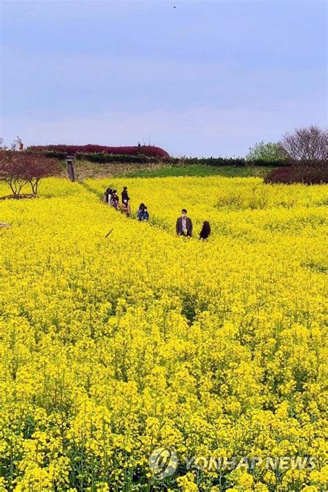 주민 손으로 가꾼 정원노란 유채꽃 물결 연합뉴스