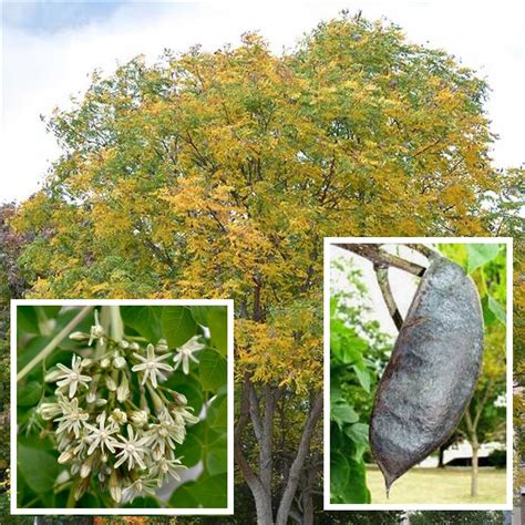 13 Trees With Seed Pods Found In North America Mygardenchannel