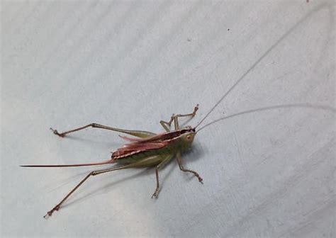 Grasshopper That Bites Or Stings Conocephalus Strictus Bugguidenet