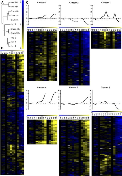 Cluster Analysis A Hierarchical Clustering Of Sample Expression Download Scientific Diagram
