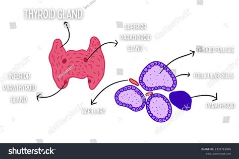 Parathyroid Histology Over 8 Royalty Free Licensable Stock Illustrations And Drawings Shutterstock