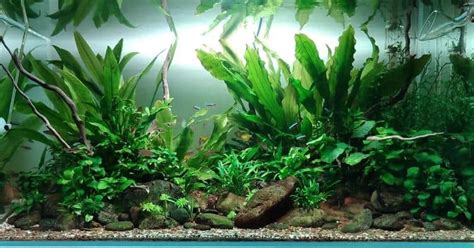 Java Fern Microsorum Pteropus Aquarium Plant Care Guide 53 Off