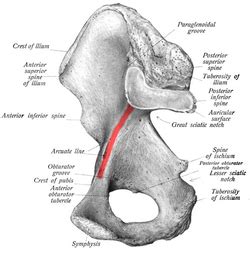 Arcuate Line Of Ilium Wikipedia