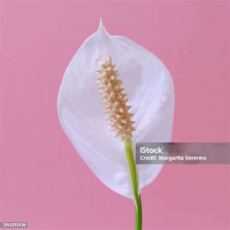 인사말 카드와 엽서에 대한 파스텔 핑크 색상 배경에 특이한 부드러운 섬세한 신선한 흰색 Spathiphyllum 꽃 개화기에 대한 스톡 사진 및 기타 이미지 Istock