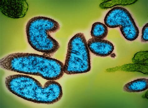 Bangladesh Nipah Virus Deaths Show Upward Trend Cidrap