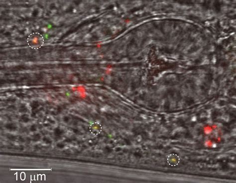 Down To The Synapse Connecting Brain Circuits To Behavior Life Sciences Weizmann Wonder