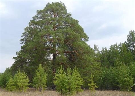 Greentrends Environmental Services Consulting