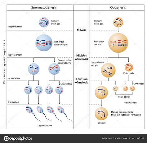 Gametogenesis Diploid Haploid Precursor Cells Divide Differentiate Form