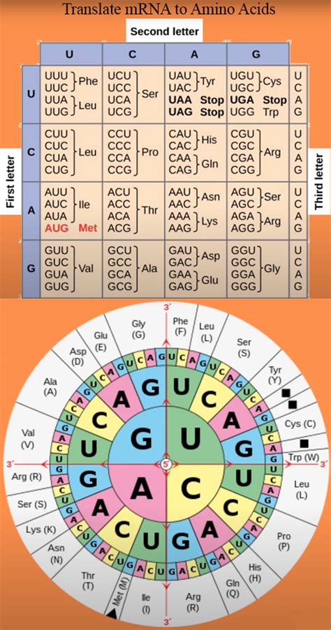 The Nucleotide Sequence In Mrna Is Determined By [solved] Alfintech Computer