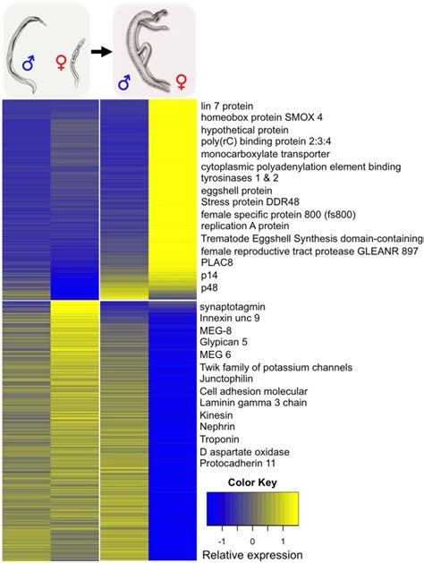Schistosome Sex Matters A Deep View Into Gonad Specific And Pairing Dependent Transcriptomes
