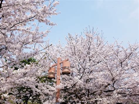 赏樱享春光工会第三小组无锡鼋头渚精彩活动大放送 南京大学环境规划设计研究院