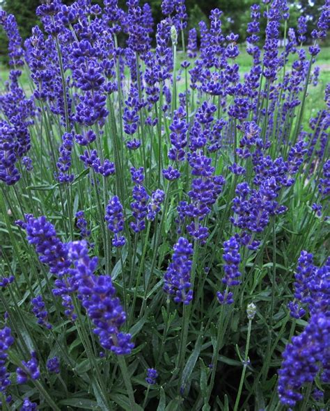 მცენარეა • Plantarea Tbilisi