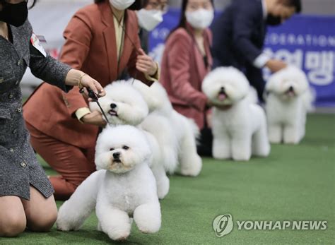 털뭉치 같은 비숑 프리제 연합뉴스