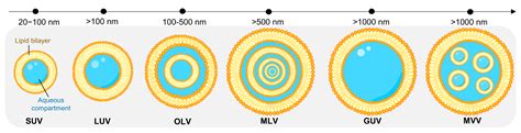 Advancing Medicine With Lipid Based Nanosystems—the Successful Case Of Liposomes