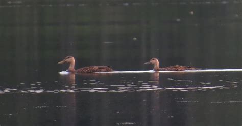 Simply Living The Result Of A Babe Wild Life Sex