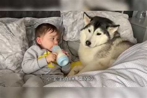 宝宝正在呼呼大睡，哈士奇却睡不着，接下来二哈的反应逗笑众人哈士奇反应众人