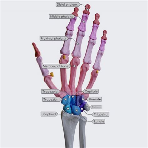 Bones Of The Hand Anatomy App