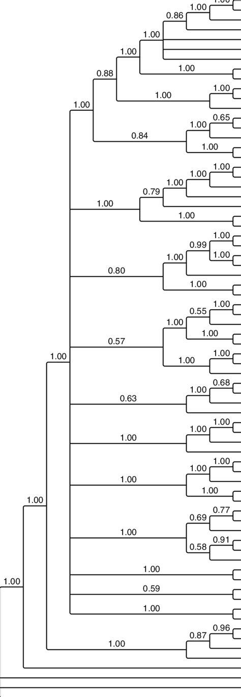 the 50 majority rule consensus tree obtained from bayesian inference