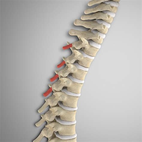 Origin Of Splenius Capitis 3d Muscle Lab