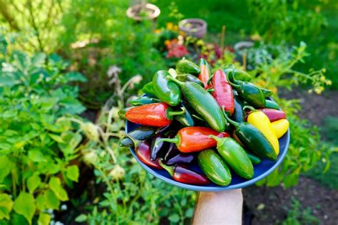 11 Amazing Types Of Jalapeño Peppers Pepper Geek