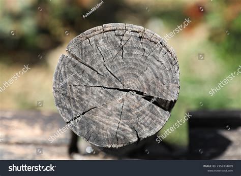 Cross Section Tree Trunk Showing Growth Stock Photo Shutterstock