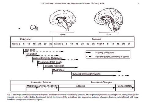 Brain Development Timeline Fully Developed Brain Maturity Kdgjx