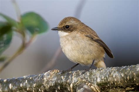Birding Tongbiguan Yunnan Part 1 10000 Birds