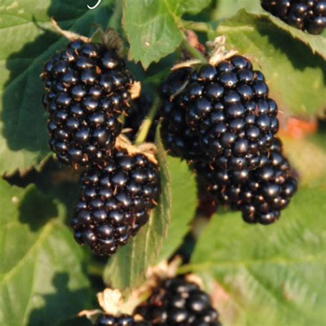 Eclipse Blackberry One Green World