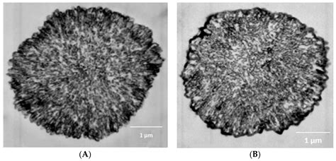 Polymers Free Full Text Behaviour Of Fitc Labeled Polyallylamine In Polyelectrolyte