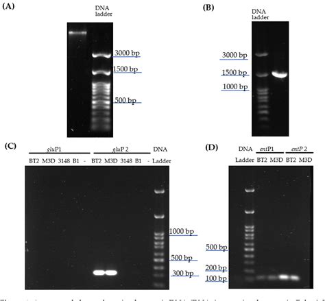 Figure 1 From Anti Listerial Activity Of Bacteriocin Like Inhibitory Substance Produced By