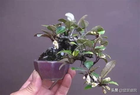 微型观果盆景快速成形法 知乎