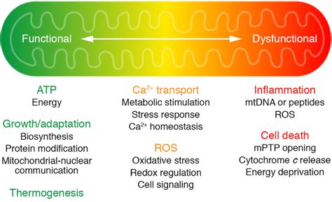 An Overview Of Mitochondrial Function In Health And Disease