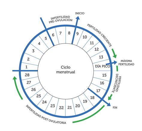 Las Cuatro Fases Del Ciclo Menstrual Ciclo Menstrual Vrogue Co