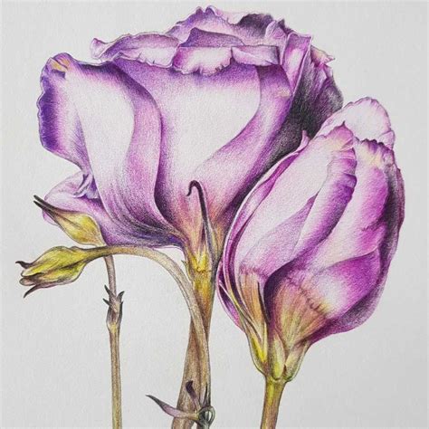 리시안셔스 그리기~ 색연필화 청주용담동달리미술 보테니컬아트 세밀화 꽃그리기 Flower Art Botanical Art Flowers