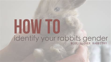 How To Identify A Rabbits Gender Youtube How To Identify A Rabbits Gender Youtube