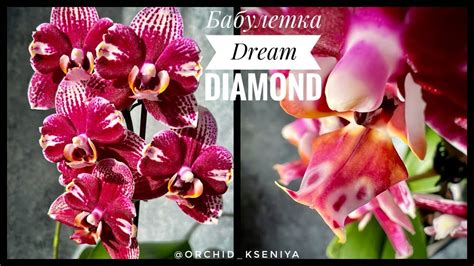 Phal. Dream Diamond 💎 (Голландия) | Второе цветение орхидеи бабулетки ...