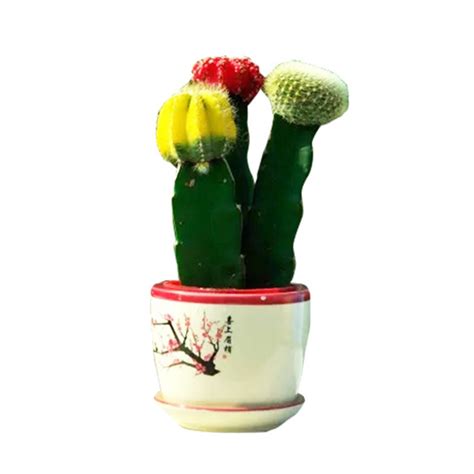 三组合仙人球仙人掌盆栽新品多肉组合盆景彩色植物迷你花卉防辐射 虎窝淘