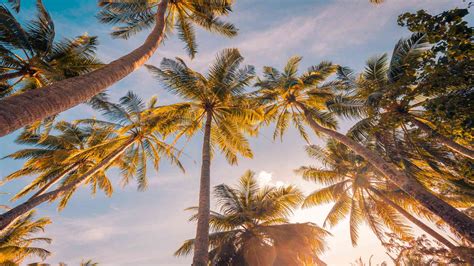 Coconut Palm And Boron The Nutrient Connection Borates Today