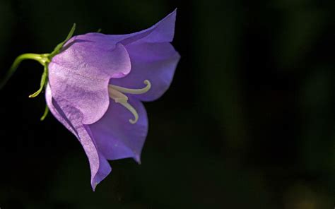 Редкие колокольчики цветы 76 фото