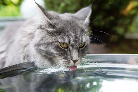 Consejos Veterinarios Para Mantener A Los Gatos Hidratados