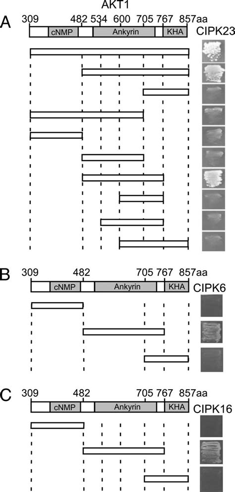 Comparative Yeast Two Hybrid Interaction Analysis Of Cipks With Various