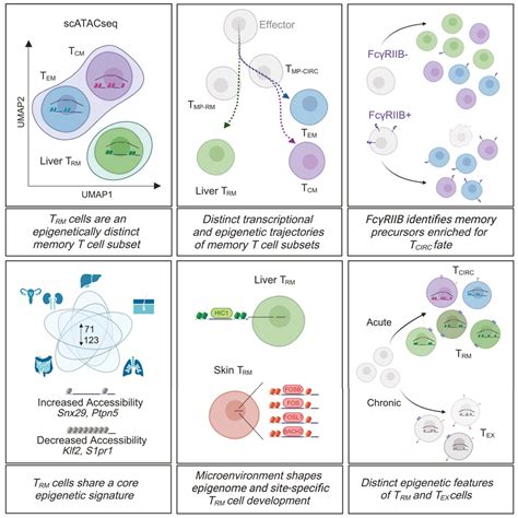 Distinct Epigenomic Landscapes Underlie Tissue Specific Memory T Cell